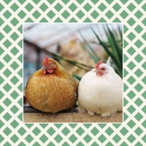 All You Need To Know About Walk-In Chicken Coops (Learn From My ...