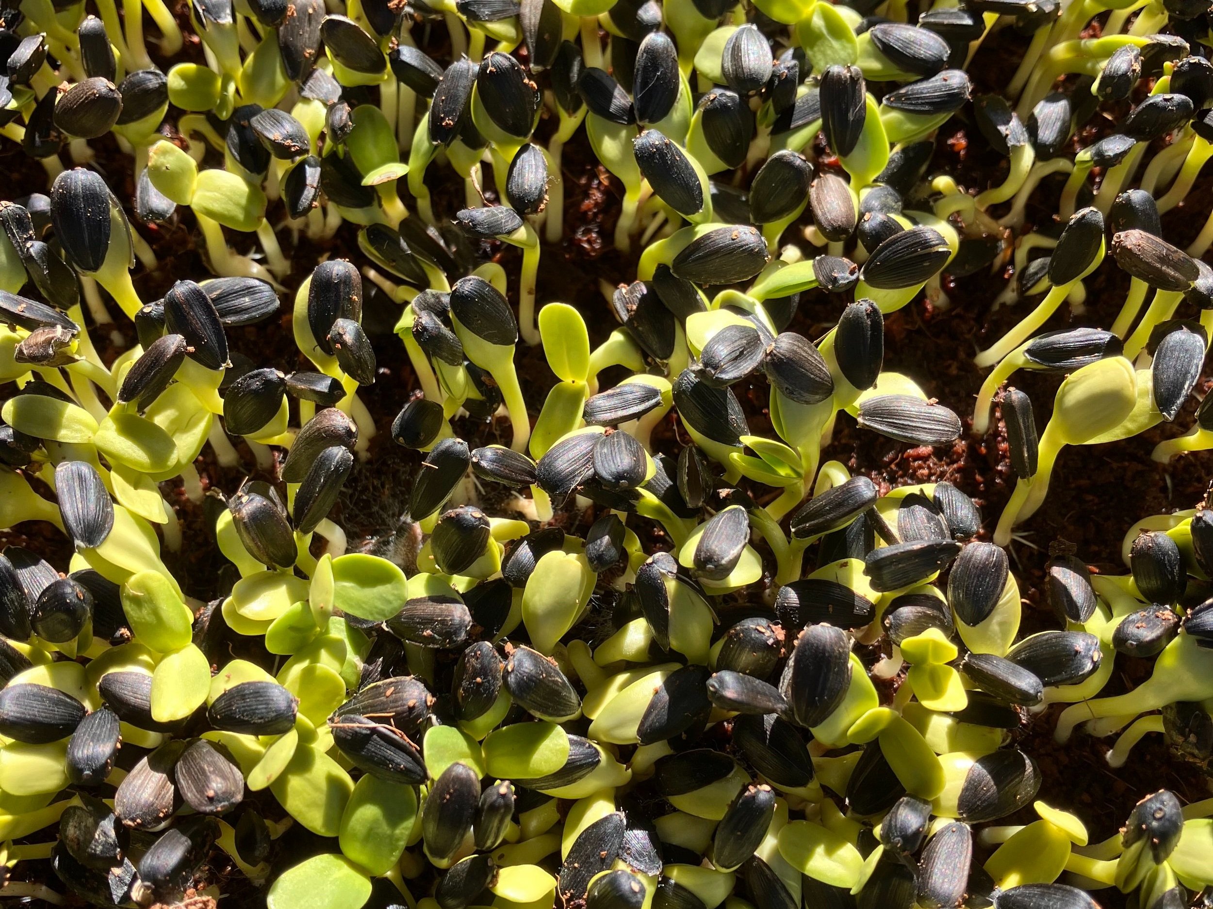 How to Grow Sunflower Shoots: A Step-By-Step Guide - Quantum Microgreens
