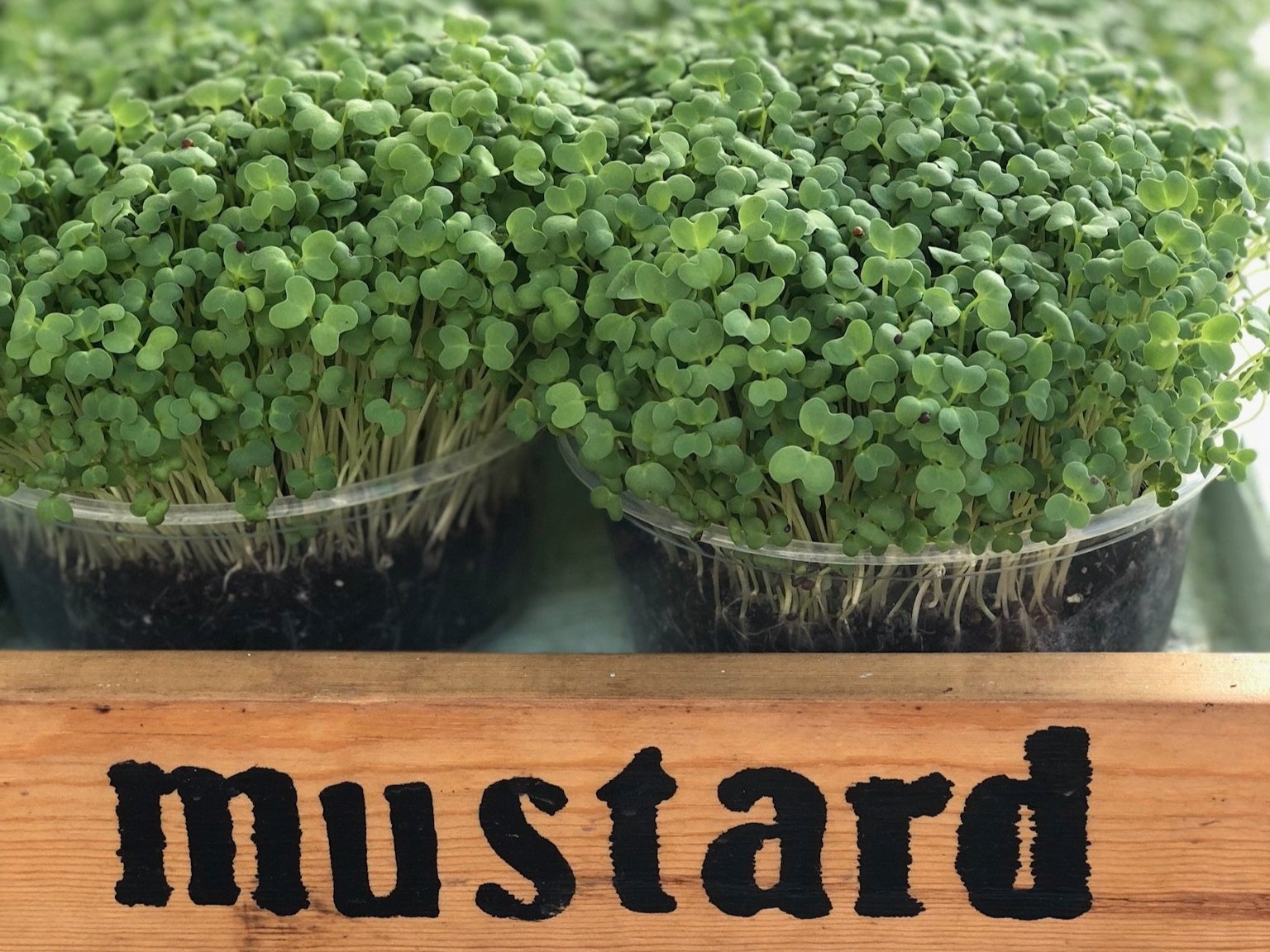 All About Mustard Microgreens (Intense Mustardy Flavor) - Quantum ...