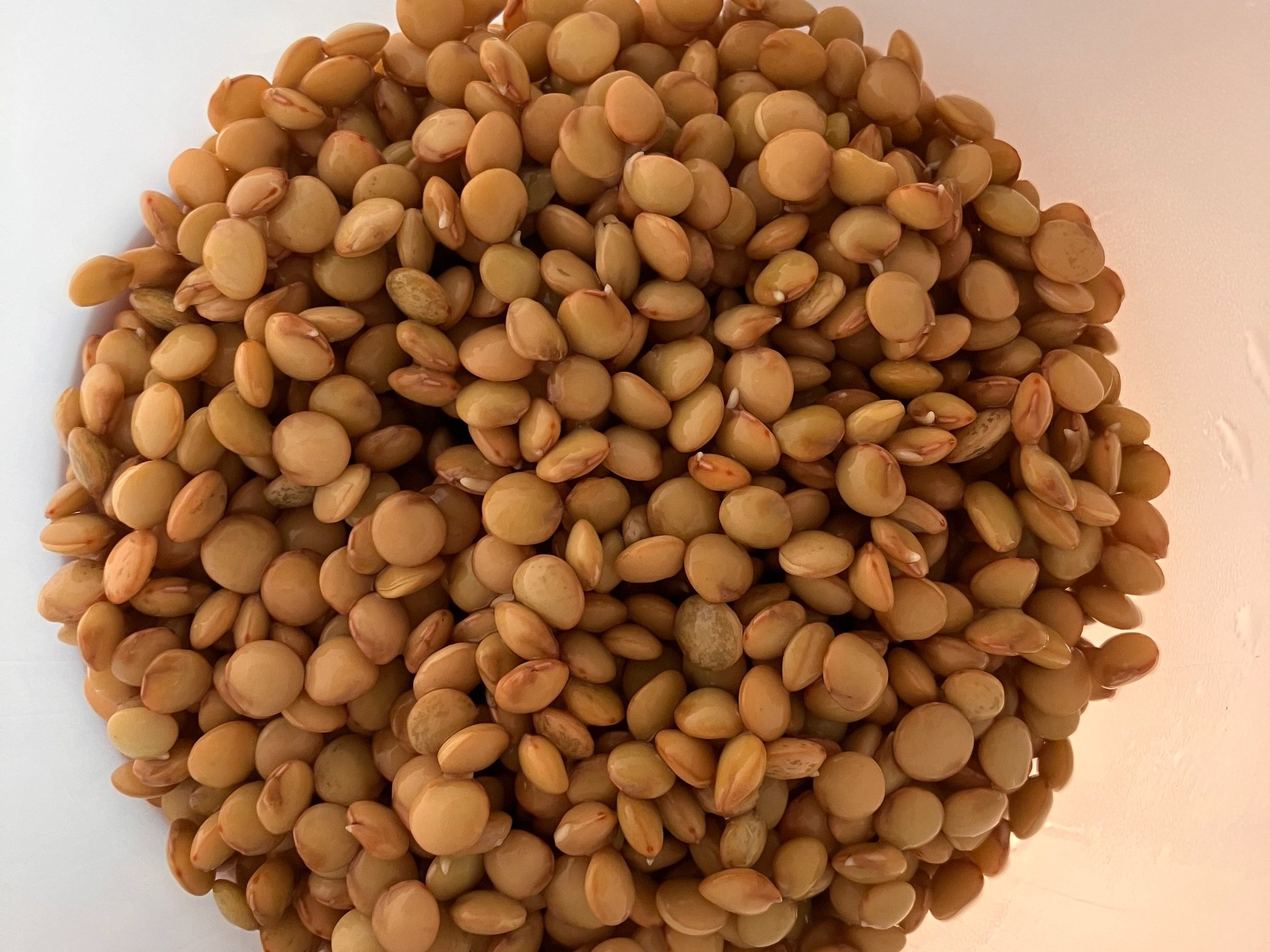 Learn How To Sprout Lentils Like a Pro - Quantum Microgreens