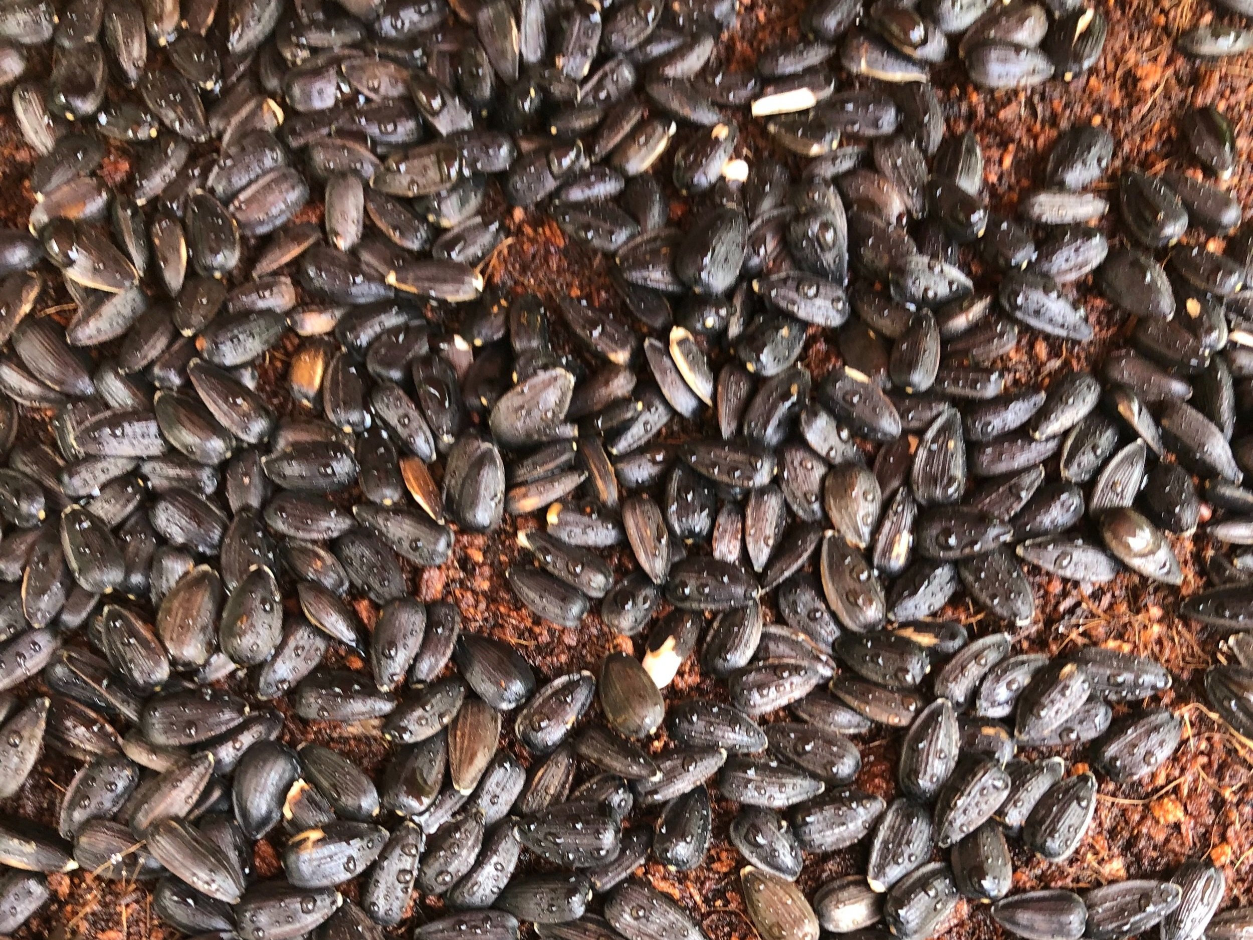 How to Grow Sunflower Shoots: A Step-By-Step Guide - Quantum Microgreens