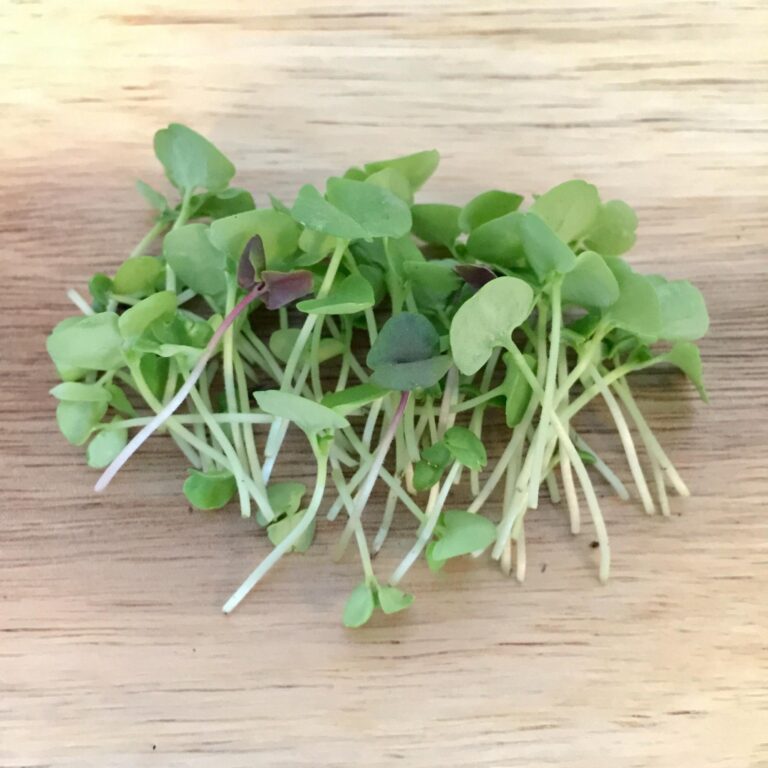 Microgreens 101: Learn All About Basil Microgreens - Quantum Microgreens