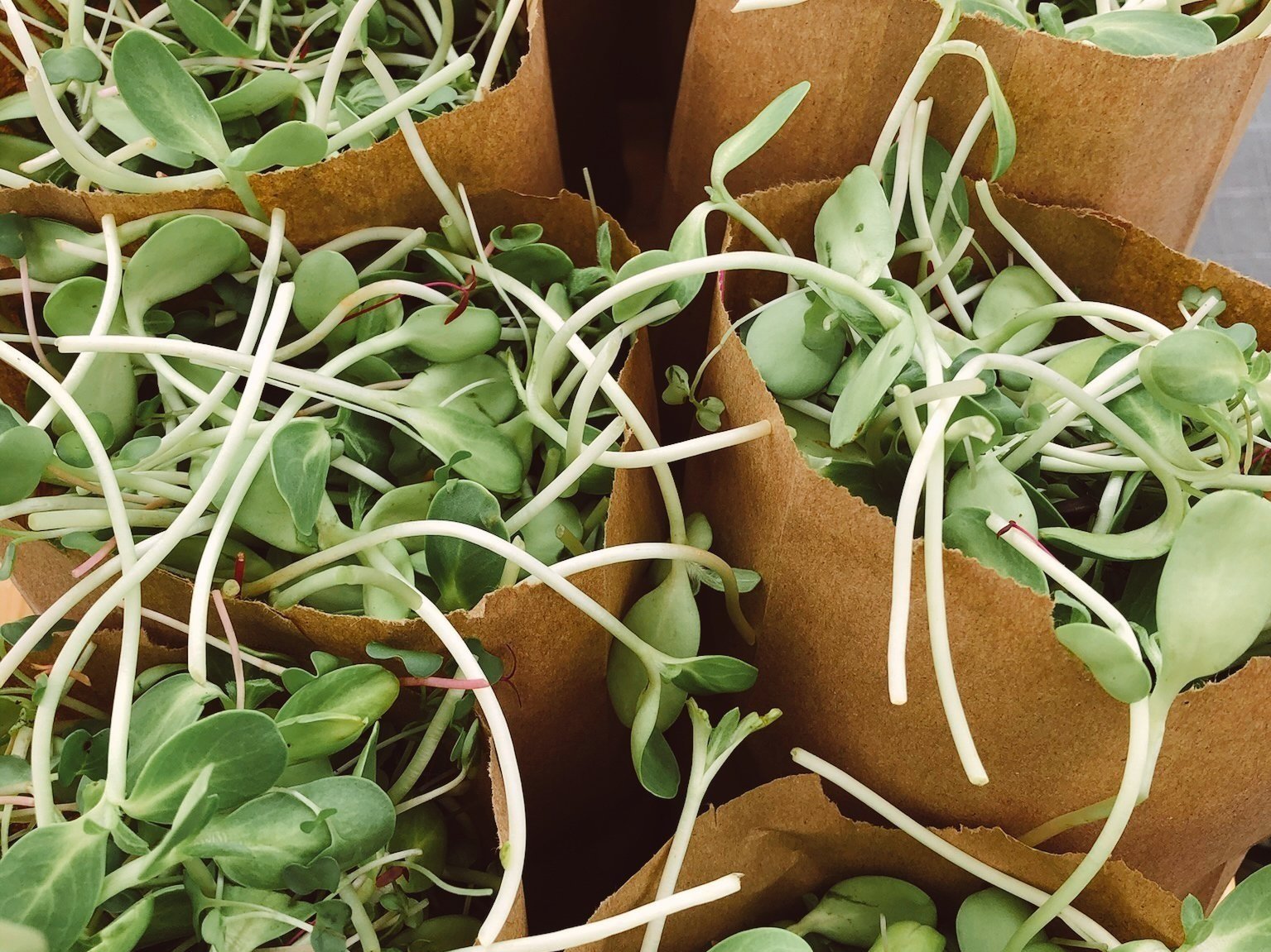 How to Grow Sunflower Shoots: A Step-By-Step Guide - Quantum Microgreens