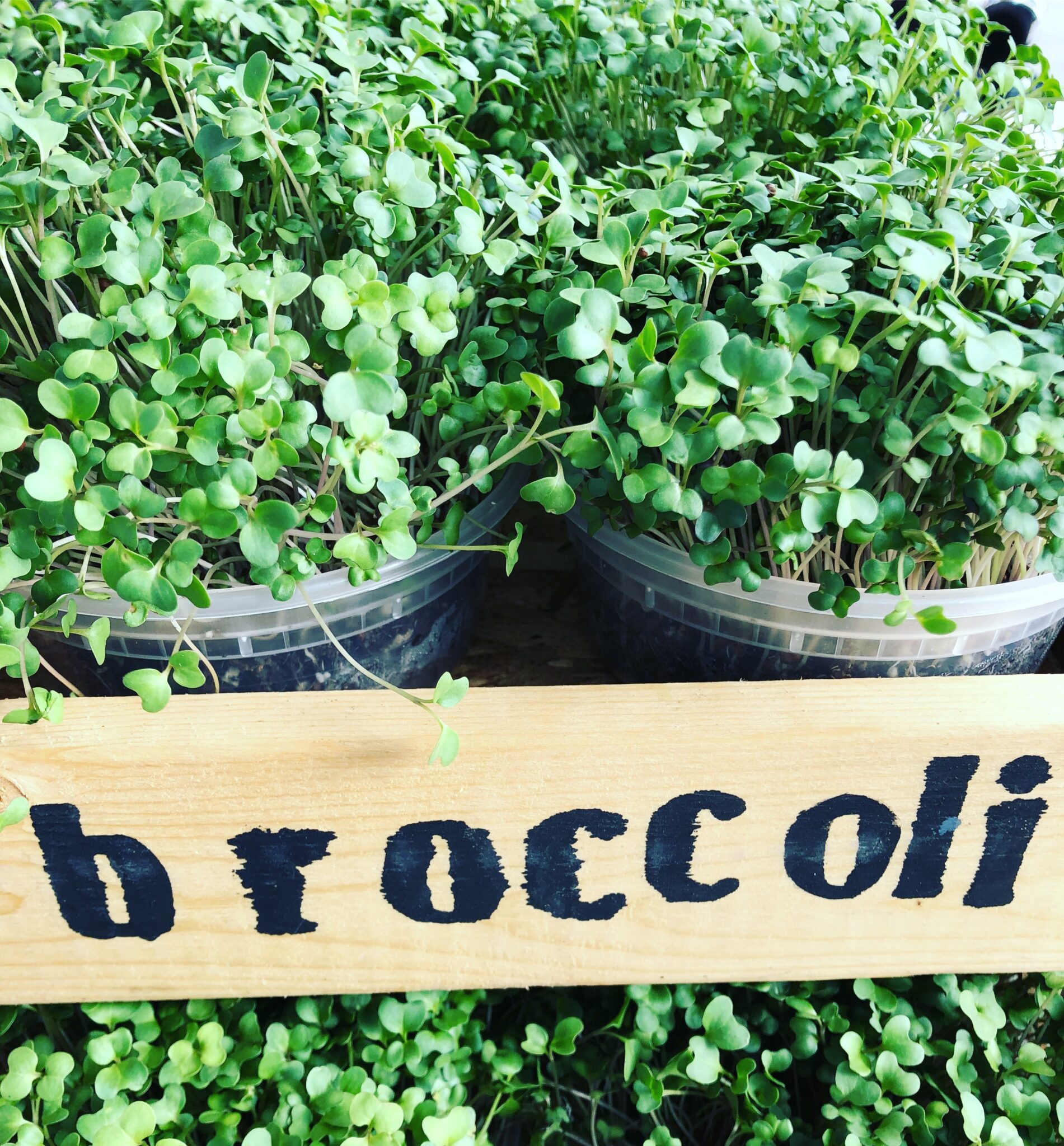 How to Grow Broccoli Microgreens - Quantum Microgreens