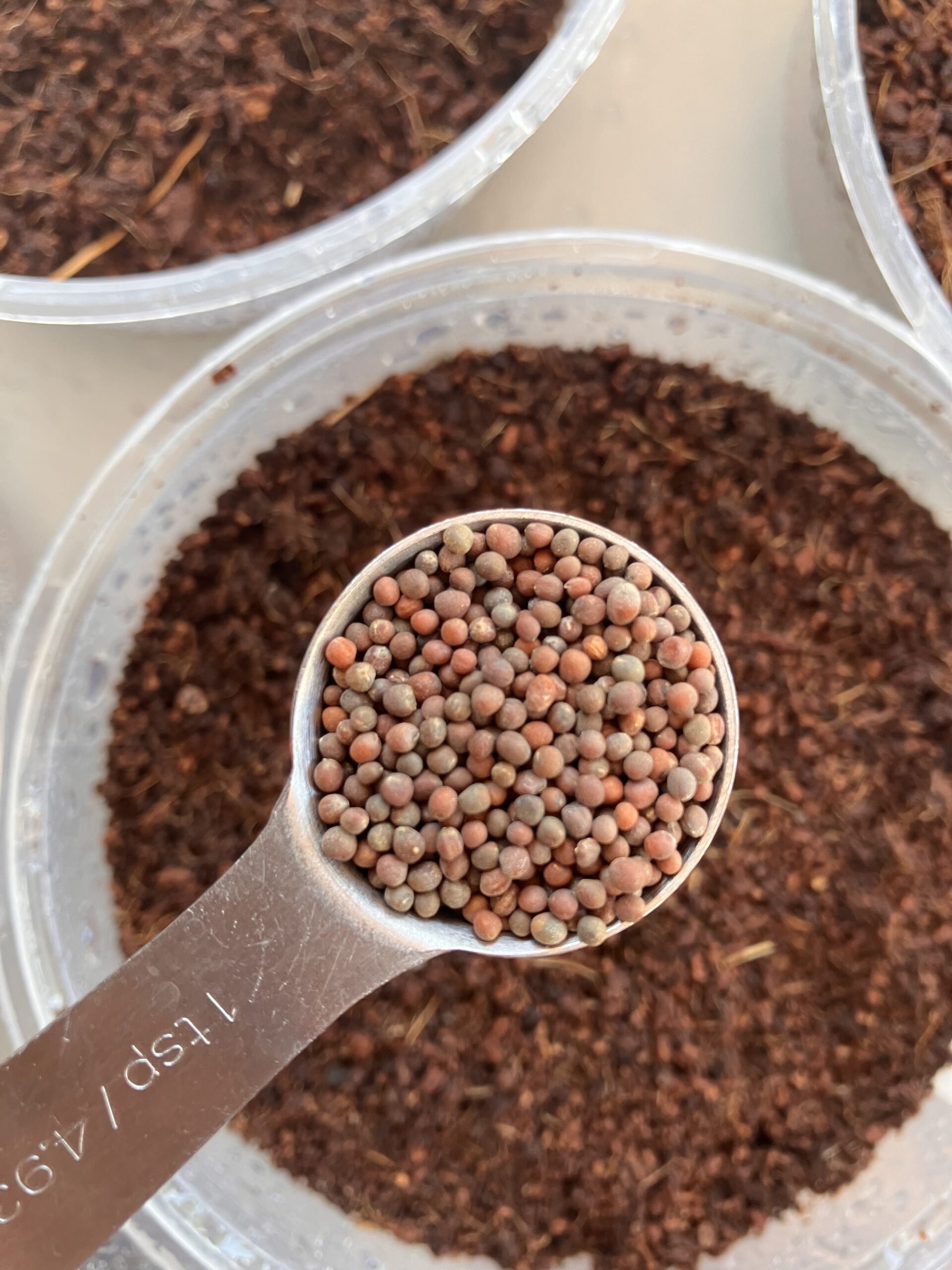 How to Grow Broccoli Microgreens - Quantum Microgreens