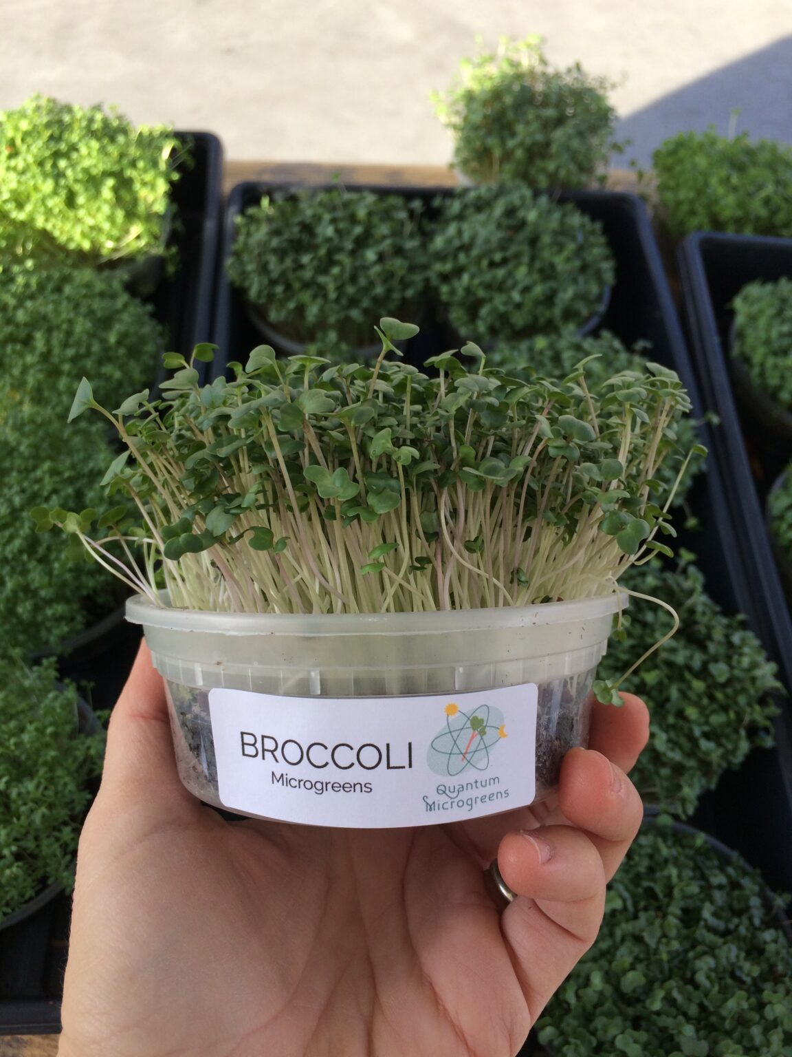 How to Grow Broccoli Microgreens - Quantum Microgreens