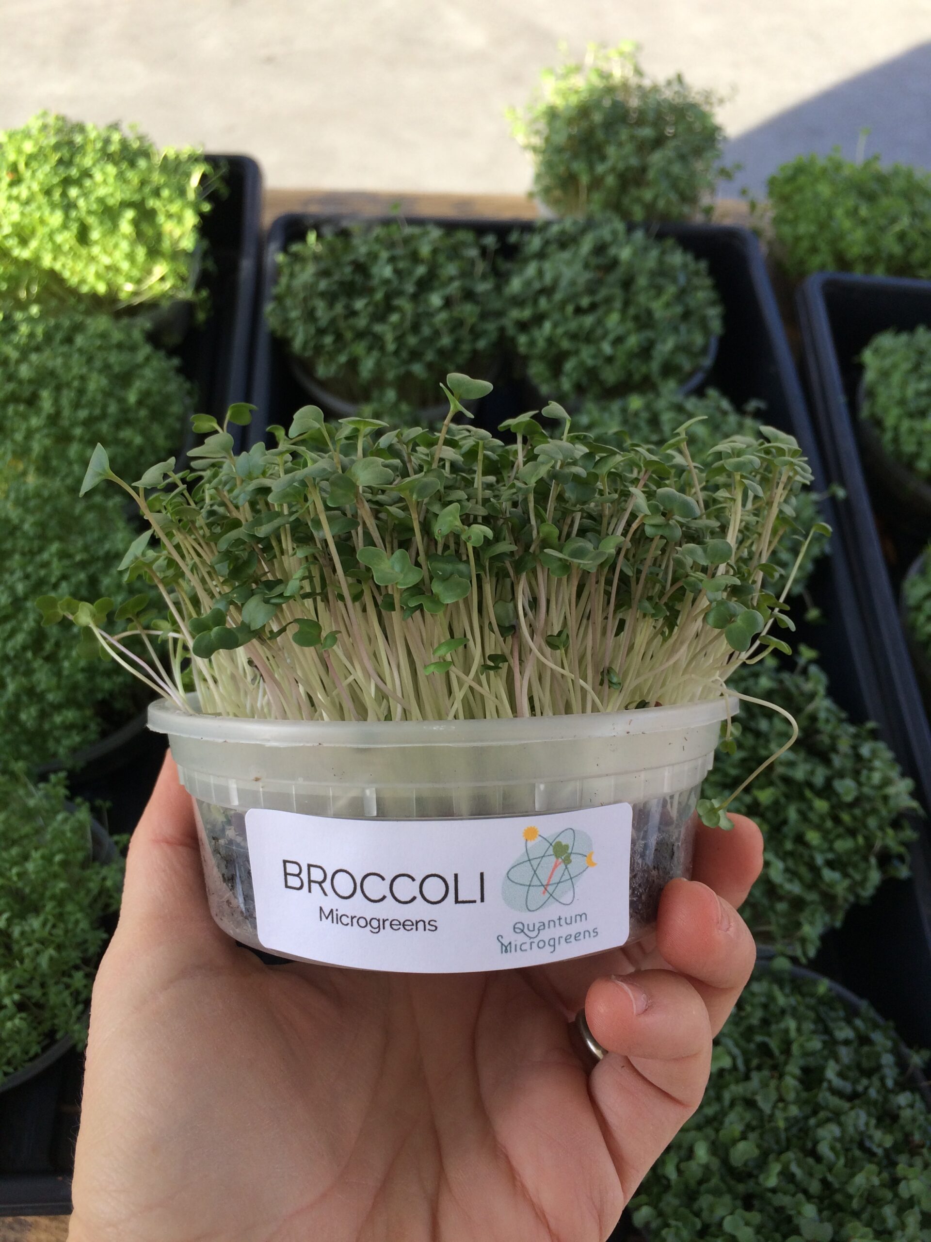 How to Grow Broccoli Microgreens - Quantum Microgreens