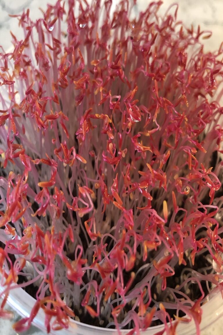 How to Grow Amaranth Microgreens at Home (Step-By-Step Guide) - Quantum ...