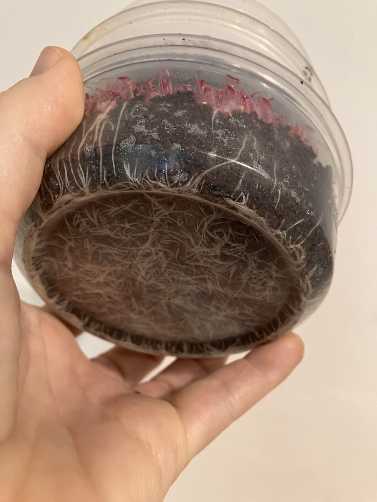 How to Grow Amaranth Microgreens at Home (Step-By-Step Guide) - Quantum ...