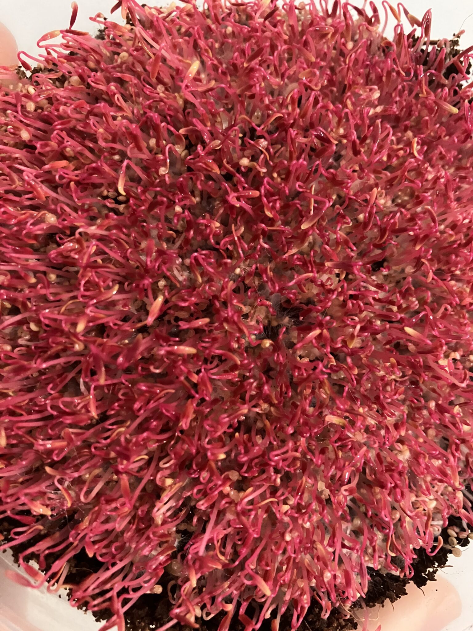 How to Grow Amaranth Microgreens at Home (Step-By-Step Guide) - Quantum ...