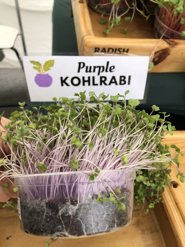 Grow Your Own Microgreens: Tools, Equipment & Seeds - Quantum Microgreens