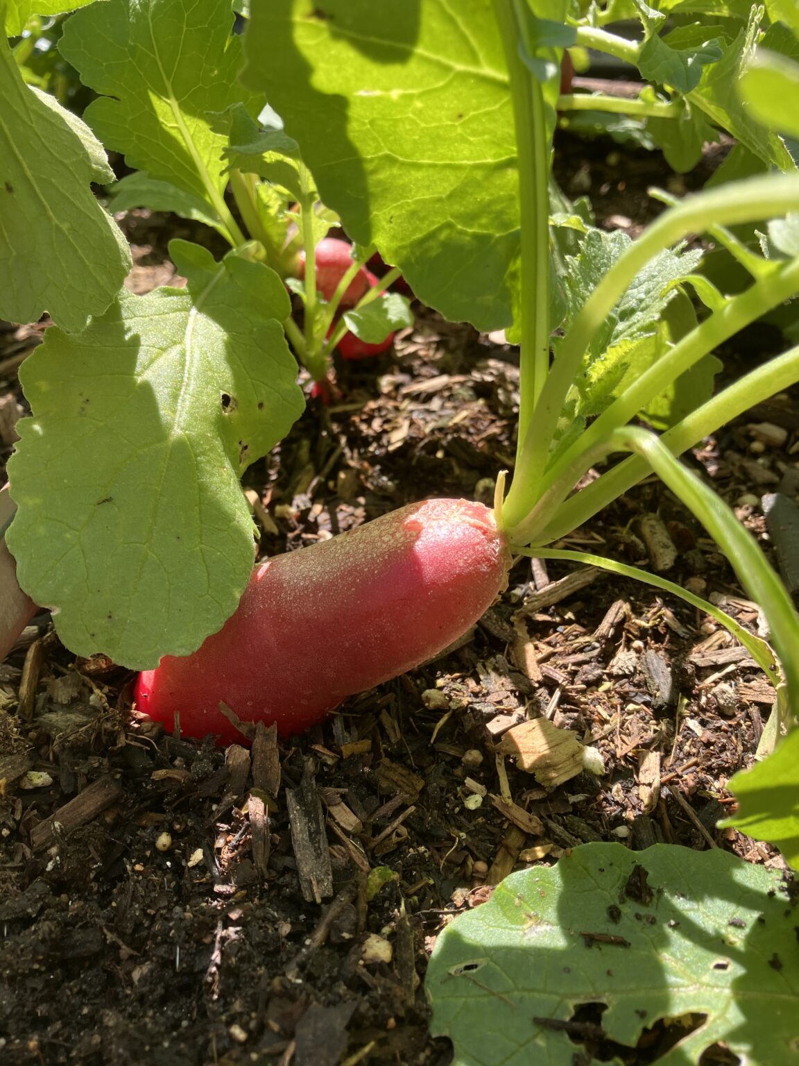 How to Grow Radish Microgreens (step-by-step no-fail guide) - Quantum ...