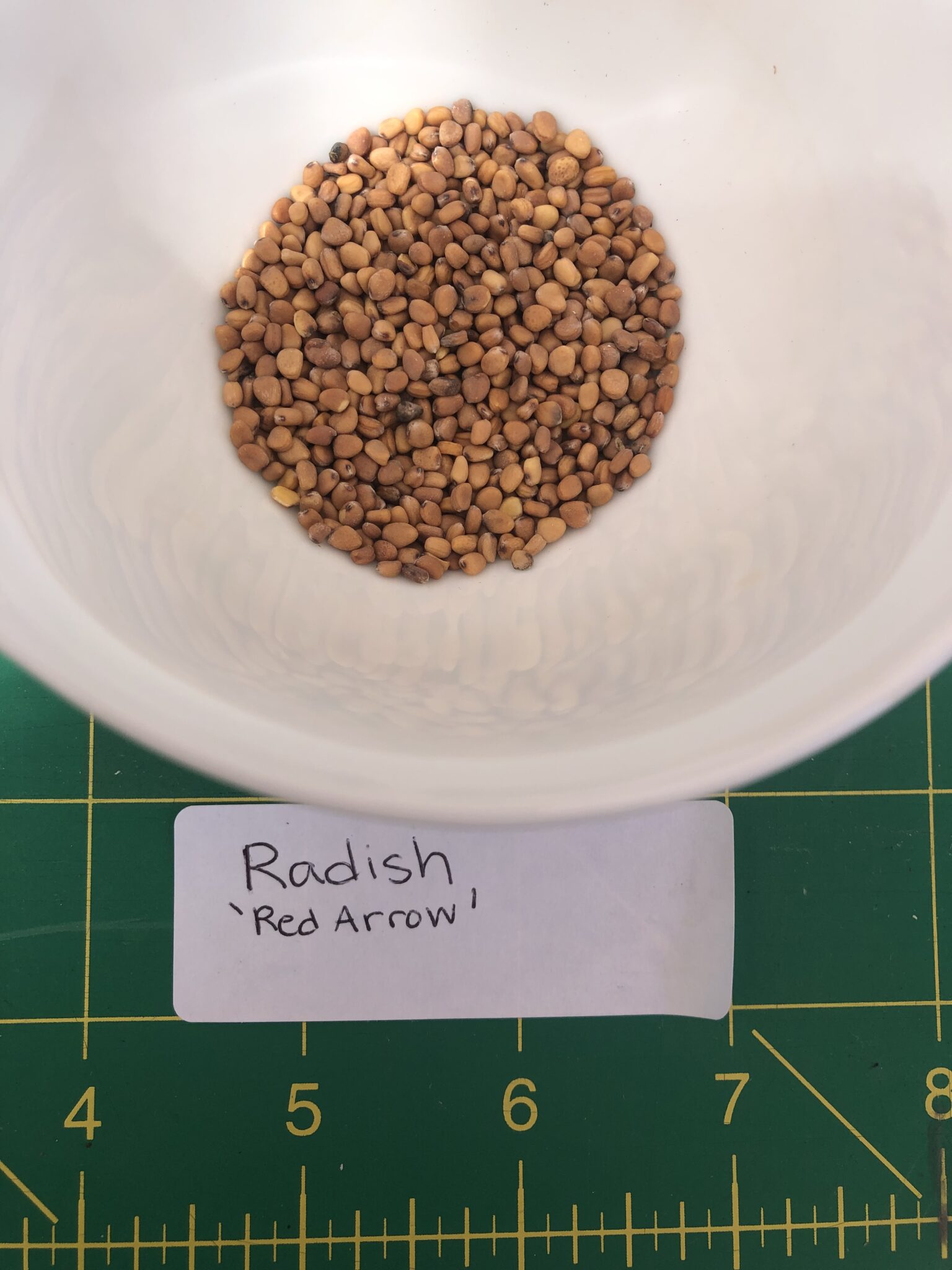 How to Grow Radish Microgreens (step-by-step no-fail guide) - Quantum ...