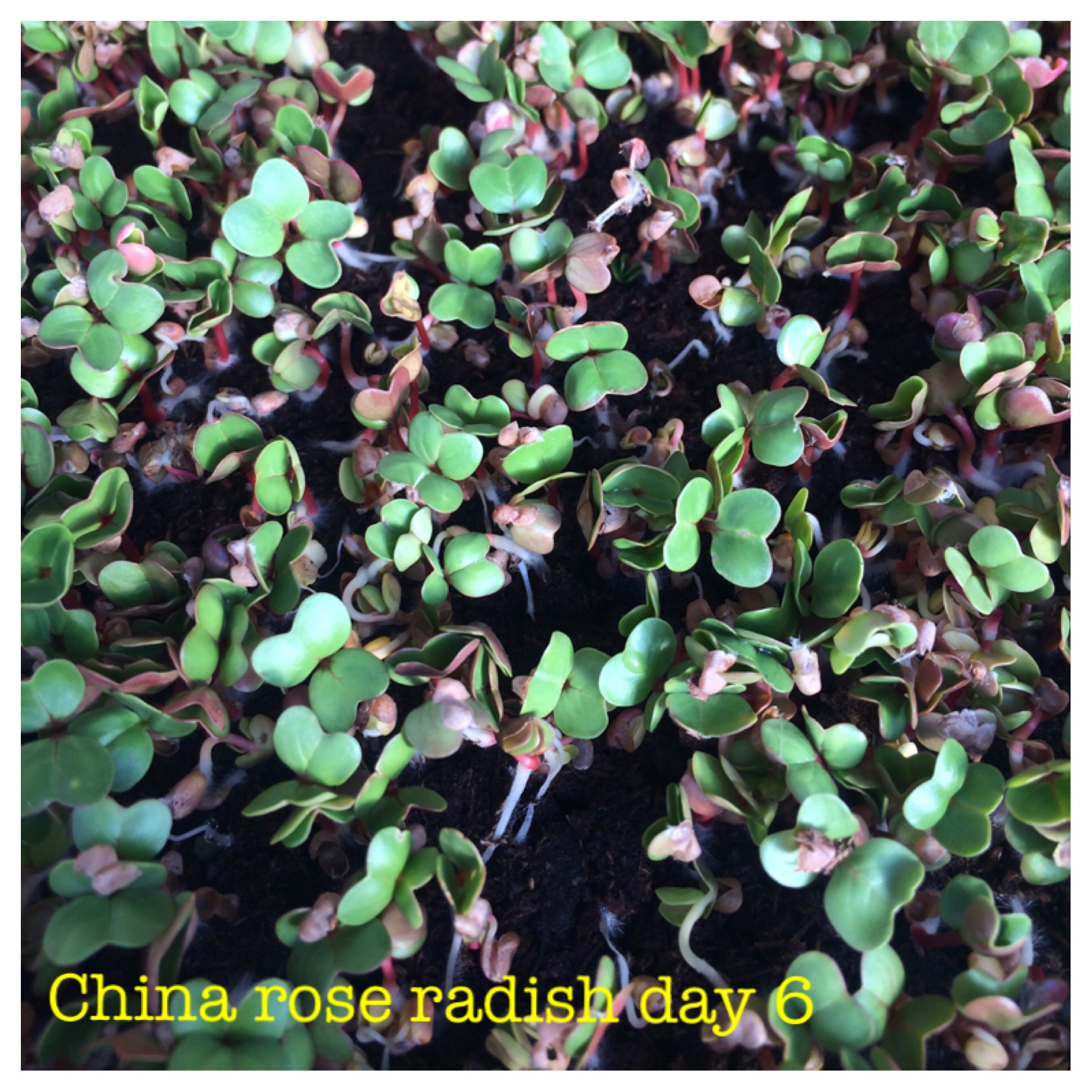 How to Grow Radish Microgreens (step-by-step no-fail guide) - Quantum ...